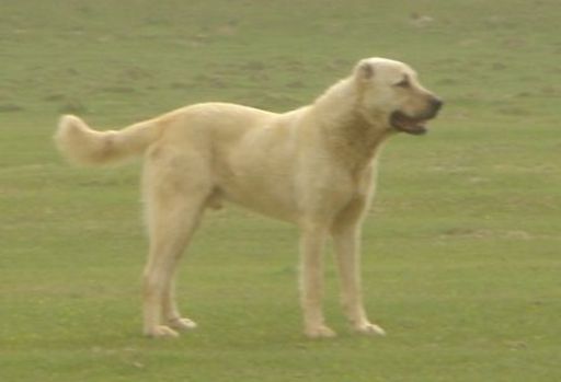::.Karabash.eu.:. Berger d'Anatolie, Kangal, Karabash - tous chiens de ...