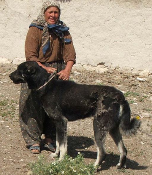 ::.Karabash.eu.:. Berger d'Anatolie, Kangal, Karabash - tous chiens de ...